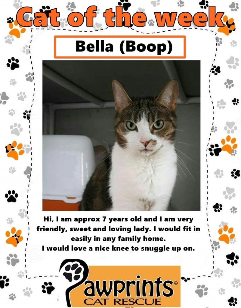 Bella Boop cat of the week – Pawprints Cat Rescue