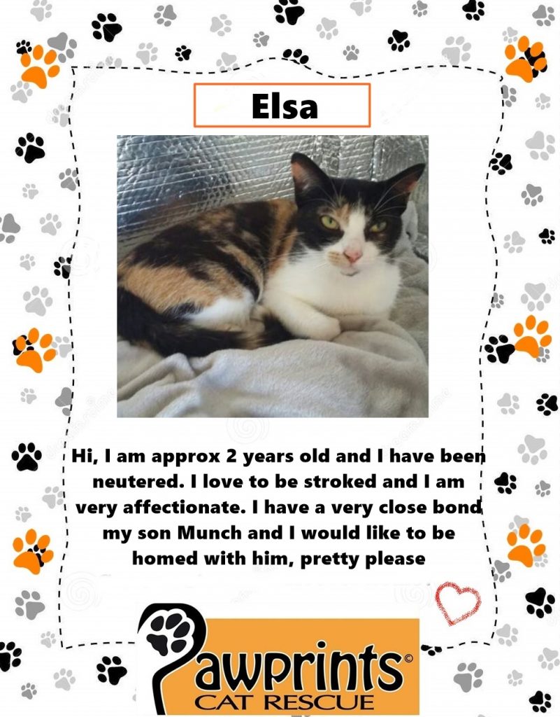 Elsa – Pawprints Cat Rescue