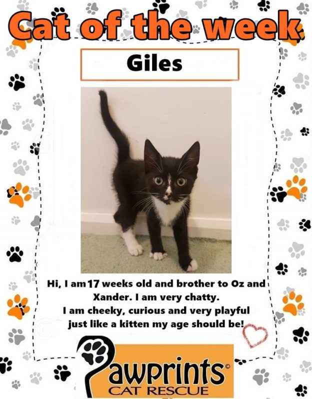Giles cat of week – Pawprints Cat Rescue