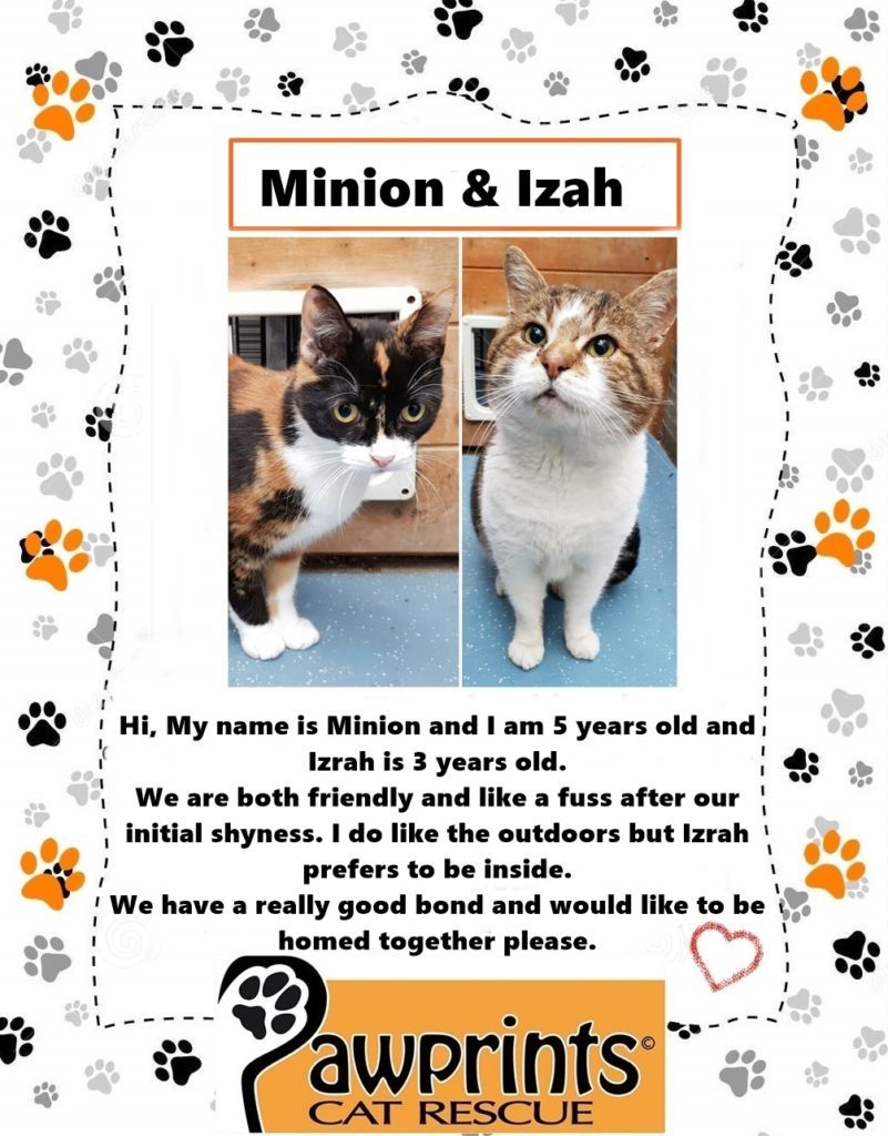 Minion and Izrah – Pawprints Cat Rescue