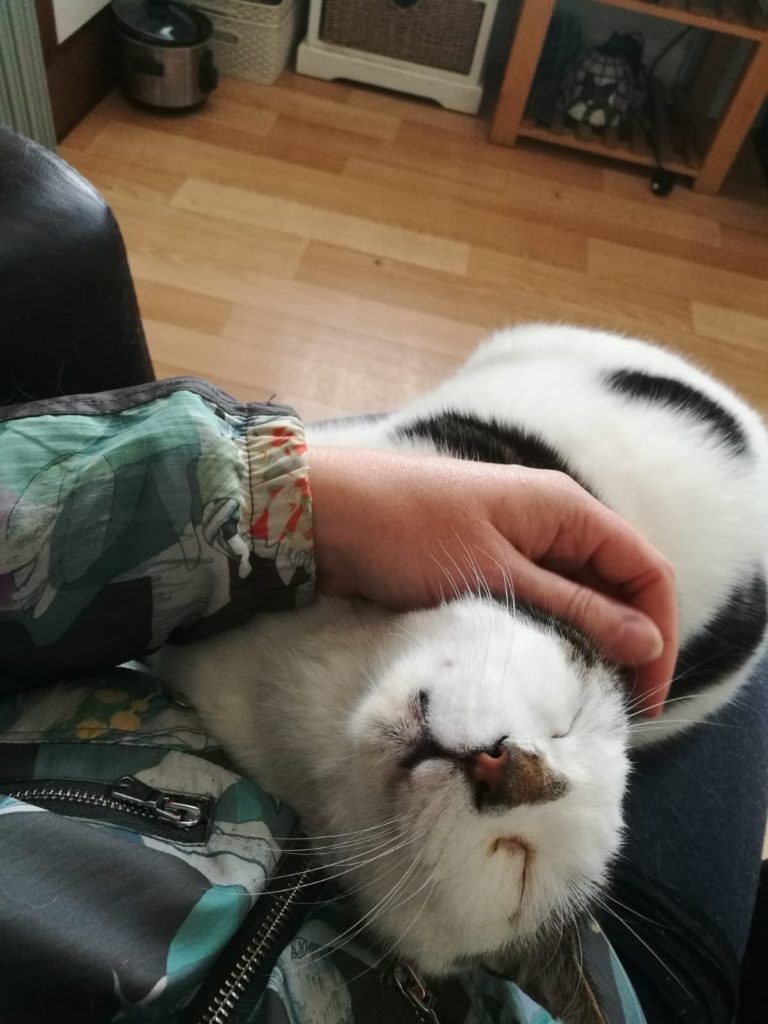 cat rescues harrogate – Pawprints Cat Rescue