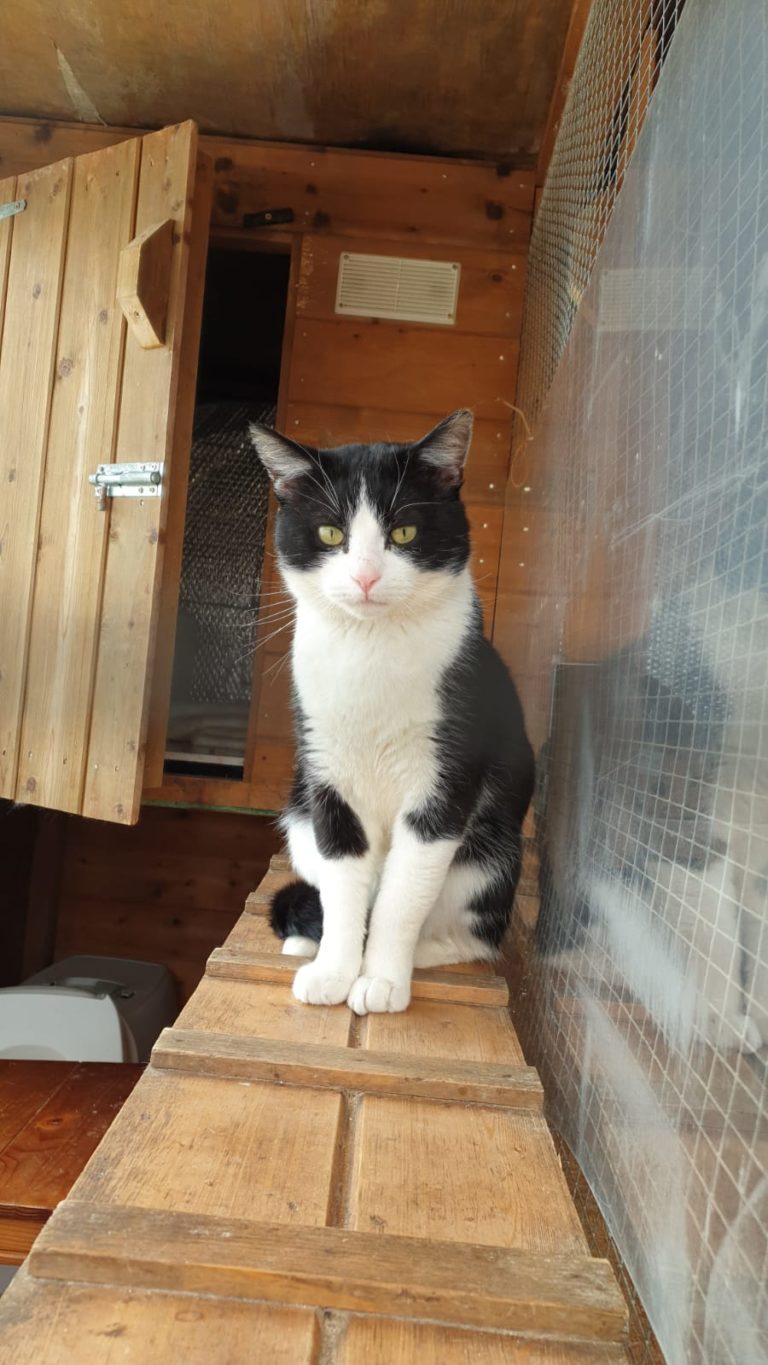 Cat rescues harrogate | PawPrints Cat Rescue