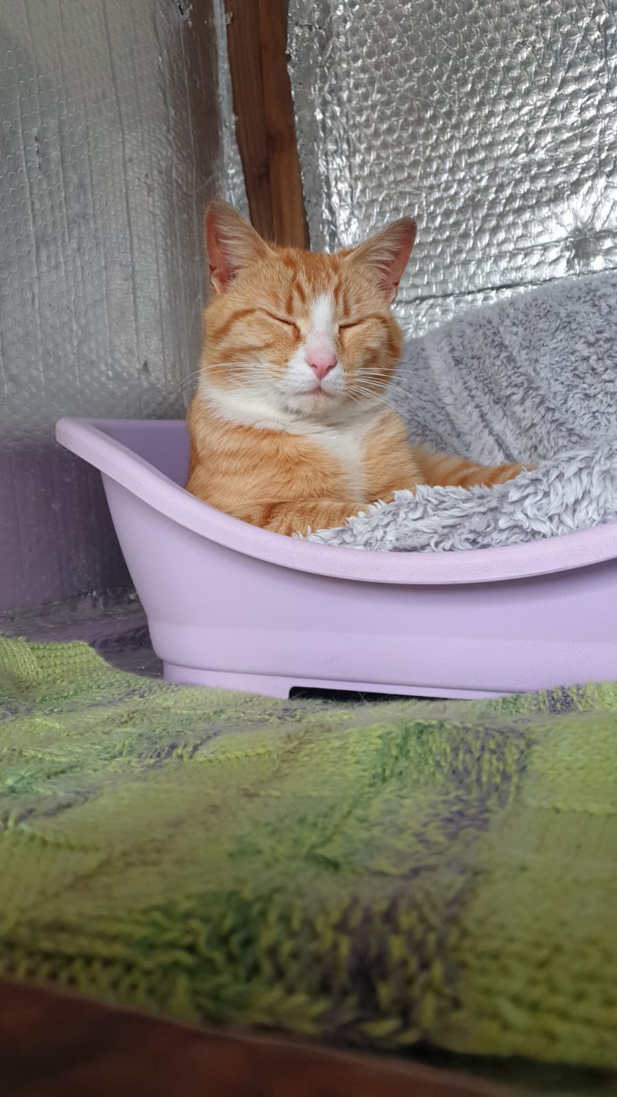 Cat rescues harrogate – Pawprints Cat Rescue