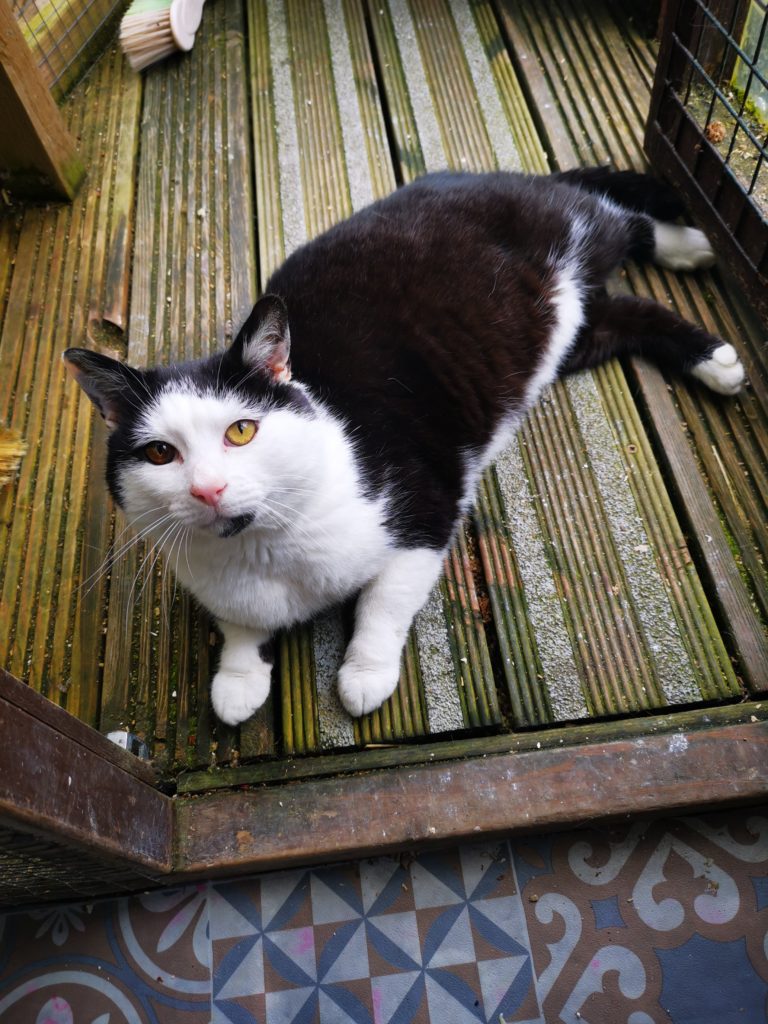 Adoption – Pawprints Cat Rescue